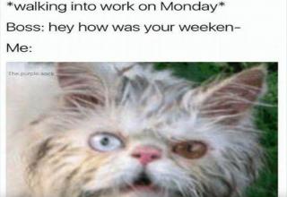 Monday Work Memes for Those of Us Who Just Clocked In - Funny Gallery ...