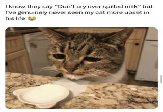 44 Funny Food Pics and Memes to Make You Lose Your Appetite - Funny ...