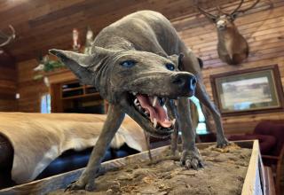 Cryptids of North America: Six Urban Legends Terrorizing the American Psyche - Wtf Gallery ...