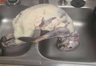 35 Cursed Pics We Found Online - Wtf Gallery | eBaum's World