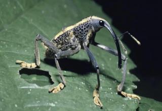 45 Bugs You Don't Want to Run Into When Your High - Funny Gallery ...