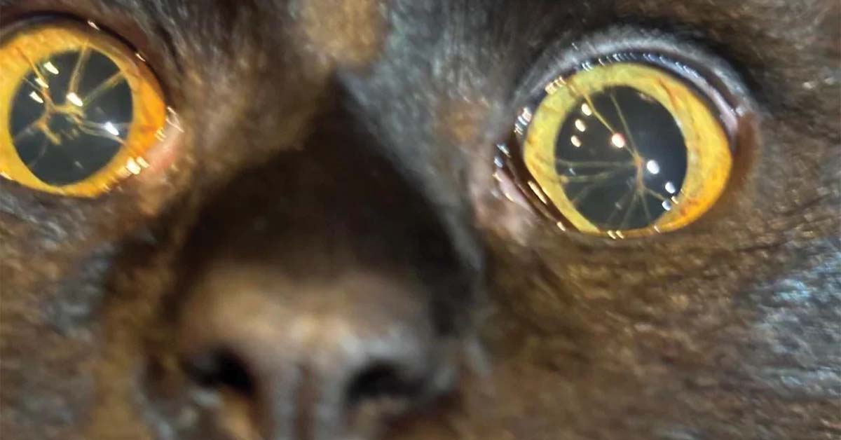 Interesting Images To Start The Year The Right Way | eBaum's World