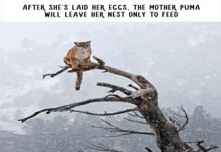 11 Fake Animal Facts that are Funny and Ridiculous - Gallery | eBaum's ...