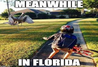 32 Sadly True Florida Memes No One Can Deny - Funny Gallery | eBaum's World