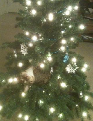 Cats Who DGAF About Your Christmas Tree - Gallery | eBaum's World