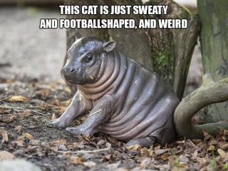 This is Totally the Worst Cat Ever! - Gallery | eBaum's World