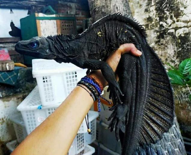 23 Times Nature Went Out Of Control Wow Gallery EBaum s World 23-times-nature-went-out-of-control-wow-gallery-ebaum-s-world