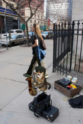 One groovy cat! - Picture | eBaum's World