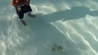 Baby Shark Attack Maldives! - Video | eBaum's World