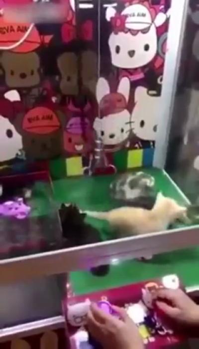 Cute Claw Machine - Wtf Video | eBaum's World