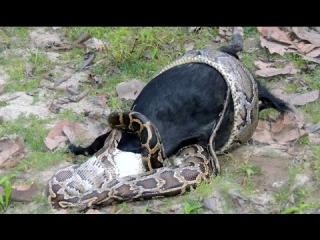Caught On Camera: Python Devours Goat Whole - Video | eBaum's World