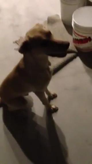 It's A Dog Eat Frog World - Video | eBaum's World