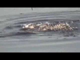 Amazing: Alligator vs Water Moccasin - Video | eBaum's World