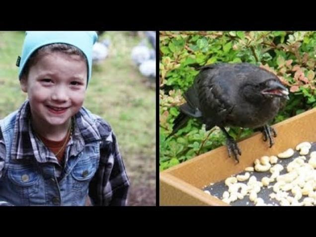 8 Year Old Girl Feeds The Same Crow For 4 Years, Then One Day It Starts ...