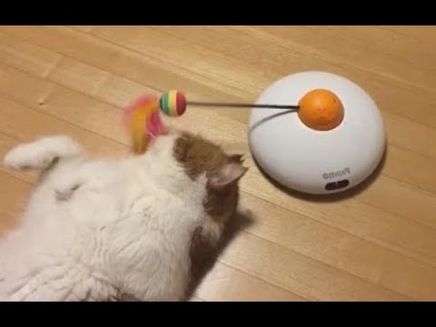 A Cat That Has Totally Given Up On Life,..... - Ftw Video | eBaum's World