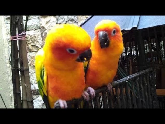 Funny Parrots - Hardest Try Not To Laugh Challenge - Video | eBaum's World