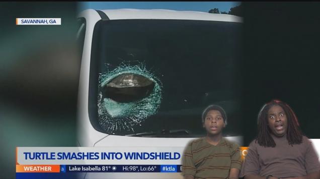 Turtle Flies Through Womans Windshield Wow Video Ebaums World