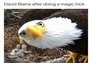 47 Funny Memes and Pics Trying Their Best - Funny Gallery | eBaum's World
