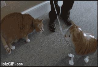 34 GIFs Of Cats Attacking - Animals & Nature Gallery | eBaum's World