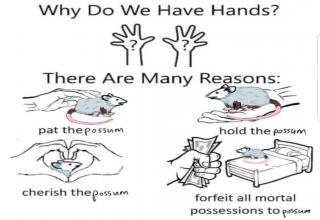 40 Possum Memes for the Trash Eaters at Heart - Funny Gallery | eBaum's ...