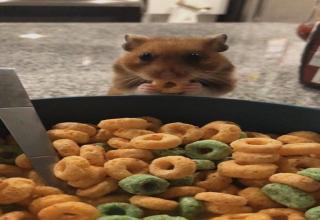 Top 25 Randomest Memes From All Across the Web - Funny Gallery | eBaum ...