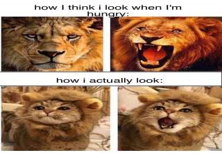 49 Extremely Useless, Random, and Funny Memes - Funny Gallery | eBaum's ...