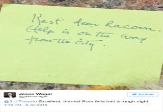 That Time a Dead Raccoon In Canada Became A Viral Sensation - Funny ...