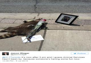 That Time a Dead Raccoon In Canada Became A Viral Sensation - Funny ...