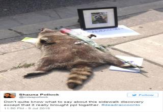 That Time a Dead Raccoon In Canada Became A Viral Sensation - Funny ...