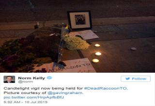 That Time a Dead Raccoon In Canada Became A Viral Sensation - Funny ...