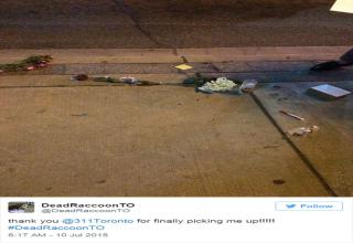 That Time a Dead Raccoon In Canada Became A Viral Sensation - Funny ...