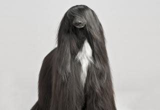 20 Animals With Marvelous Hair - Gallery | eBaum's World
