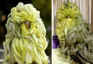 20 Animals With Marvelous Hair - Gallery | eBaum's World