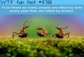 25 Weird and WTF Facts Improve Your Brain - Wtf Gallery | eBaum's World