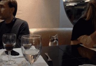 The Stories Behind Popular .GIFs - Funny Gallery | eBaum's World