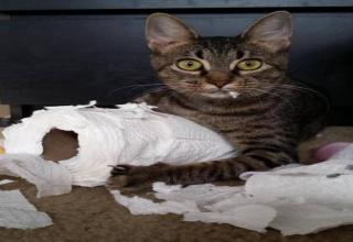 Totally Random Picture Dump - Funny Gallery | eBaum's World