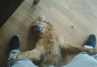 The Most Awkward Dog Photos - Funny Gallery | eBaum's World