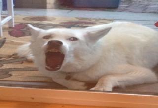 The Most Awkward Dog Photos - Funny Gallery | eBaum's World