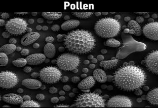 25 Stunning Photos of Everyday Things Under A Microscope - Ftw Gallery ...