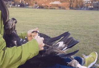 The Best Gifs of 2015 - Gallery | eBaum's World