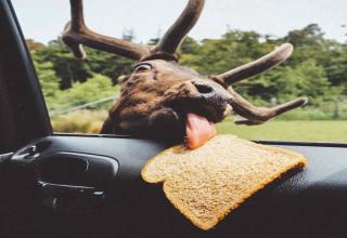 52 Awesome Random Pics To Help Begin Your Day - Funny Gallery | eBaum's ...