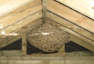 30 Scary Wasp and Wasp Nest Images! - Gallery | eBaum's World