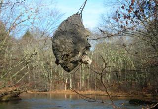 30 Scary Wasp and Wasp Nest Images! - Gallery | eBaum's World