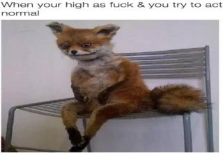 50 Hilarious Stoner Memes That'll Get You Ripped - Funny Gallery ...
