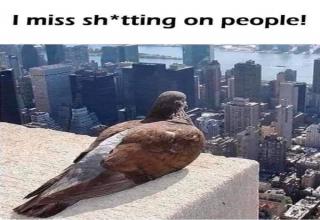 38 Dank Memes That Show What Crazy Stuff Happened This Year - Funny ...