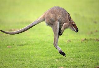 25 Animals If They Had No Neck - Funny Gallery | eBaum's World