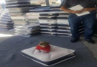 Unleashing the Awesome: 44 Randomly Cool and Fun Pics - Funny Gallery ...