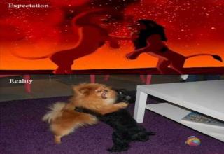 33 Instances Of Expectations Vs Reality - Funny Gallery | eBaum's World