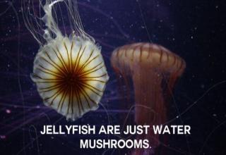 20 Stoner Animal Realizations - Funny Gallery | eBaum's World