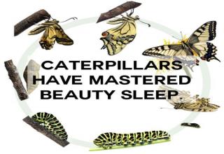 20 Stoner Animal Realizations - Funny Gallery | eBaum's World